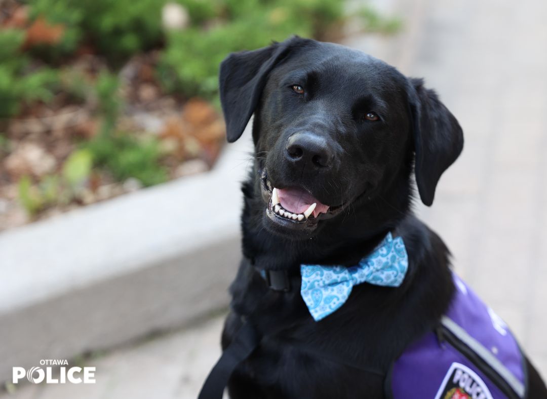 Welcome K9 Nelson to the Ottawa Police Service - Ottawa Police Service