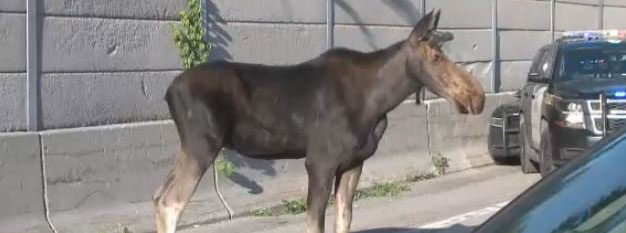 Cops and Bloggers: Ottawa Police Response to Wild Animals - Ottawa ...