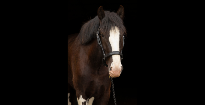 Mounted Unit - Ottawa Police Service