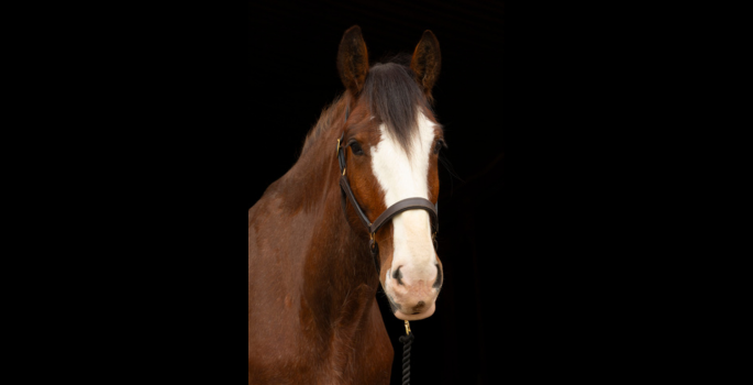 Mounted Unit - Ottawa Police Service
